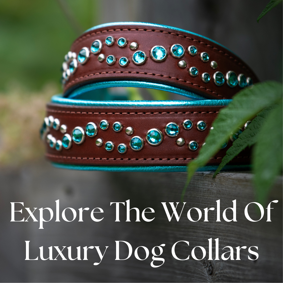 Explore the World of Luxury Leather Dog Collars: A Whole New Level of ...