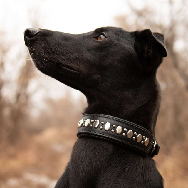 Designer Leather Dog Collars and Leashes - FusionByDesignCollars ...